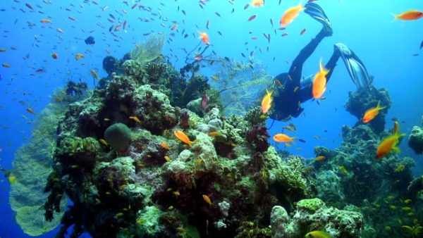 Mastering the Art of Finning: 4 Essential Finning Techniques for Scuba ...