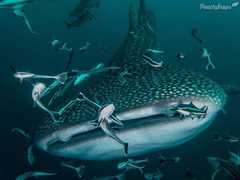 How to Avoid and Treat Marine Life Injuries