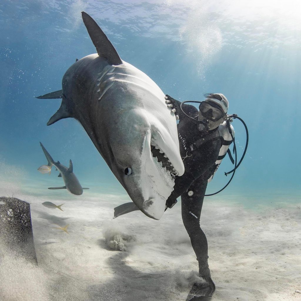 Shark Diving Training: How to Safely Dive with Sharks