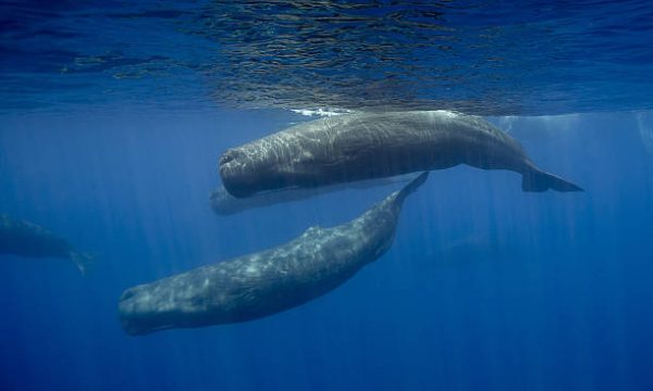 Who Eats the King of the Sea? Nature’s Unexpected Shark Predators