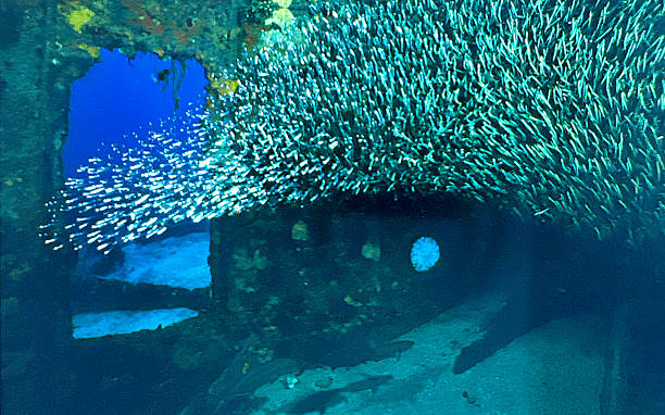 Artificial Doesn’t Mean Fake: The Real Impact of Man-Made Reefs