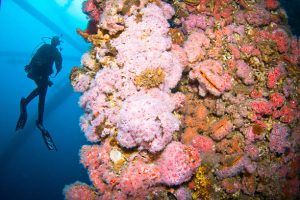 Artificial Reefs 101: Purpose, Process, and Places to Dive In