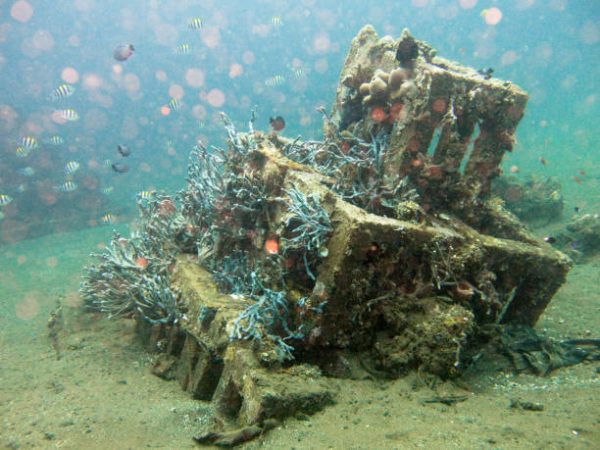 Artificial Doesn’t Mean Fake: The Real Impact of Man-Made Reefs