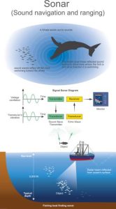 Echoes Beneath: The Truth About the Effects of Sonar on Divers and Sea ...