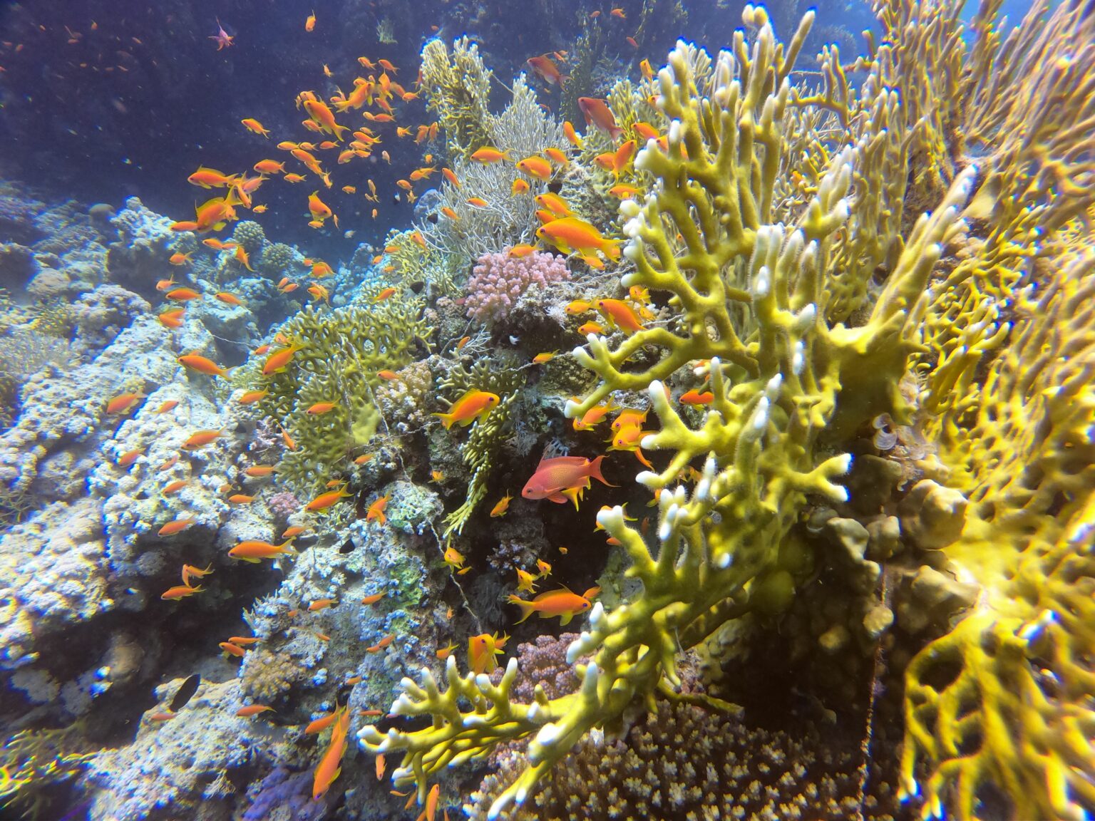 The Ultimate Guide to Deep Diving in Hurghada